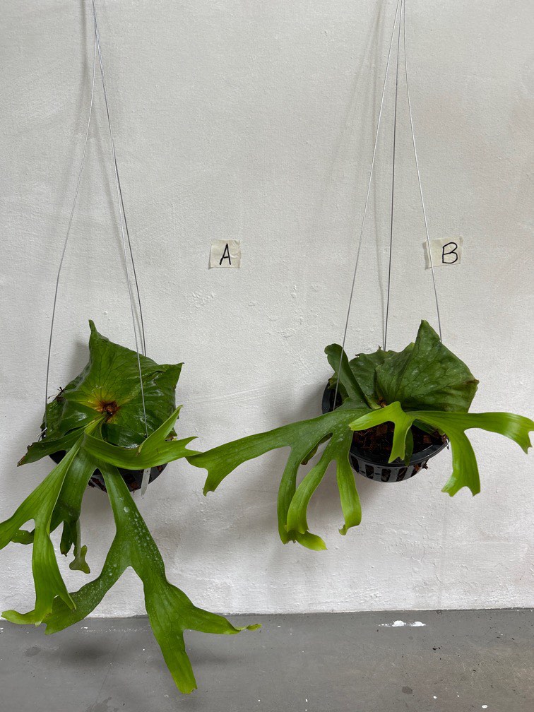 Staghorn Fern/Platycerium Coronarium $35 each, Furniture & Home Living ...