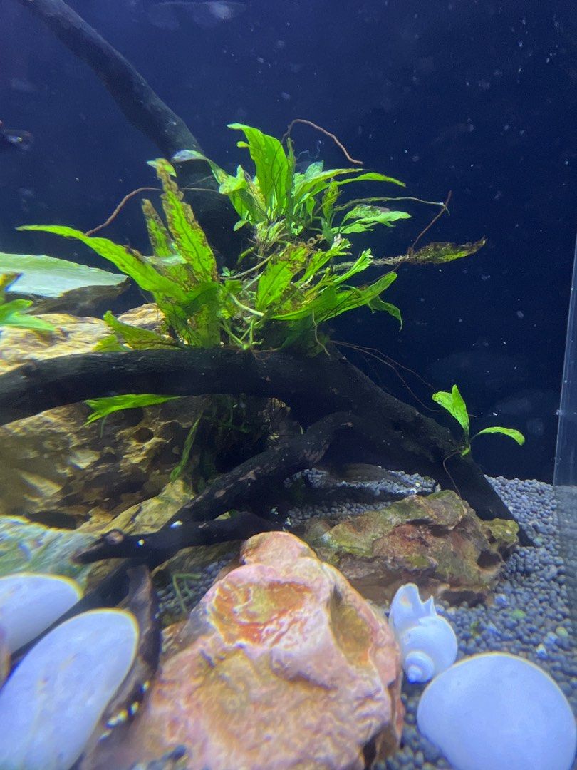Full Set Up Fish Tank + Testing kit , Pet Supplies, Homes & Other Pet ...