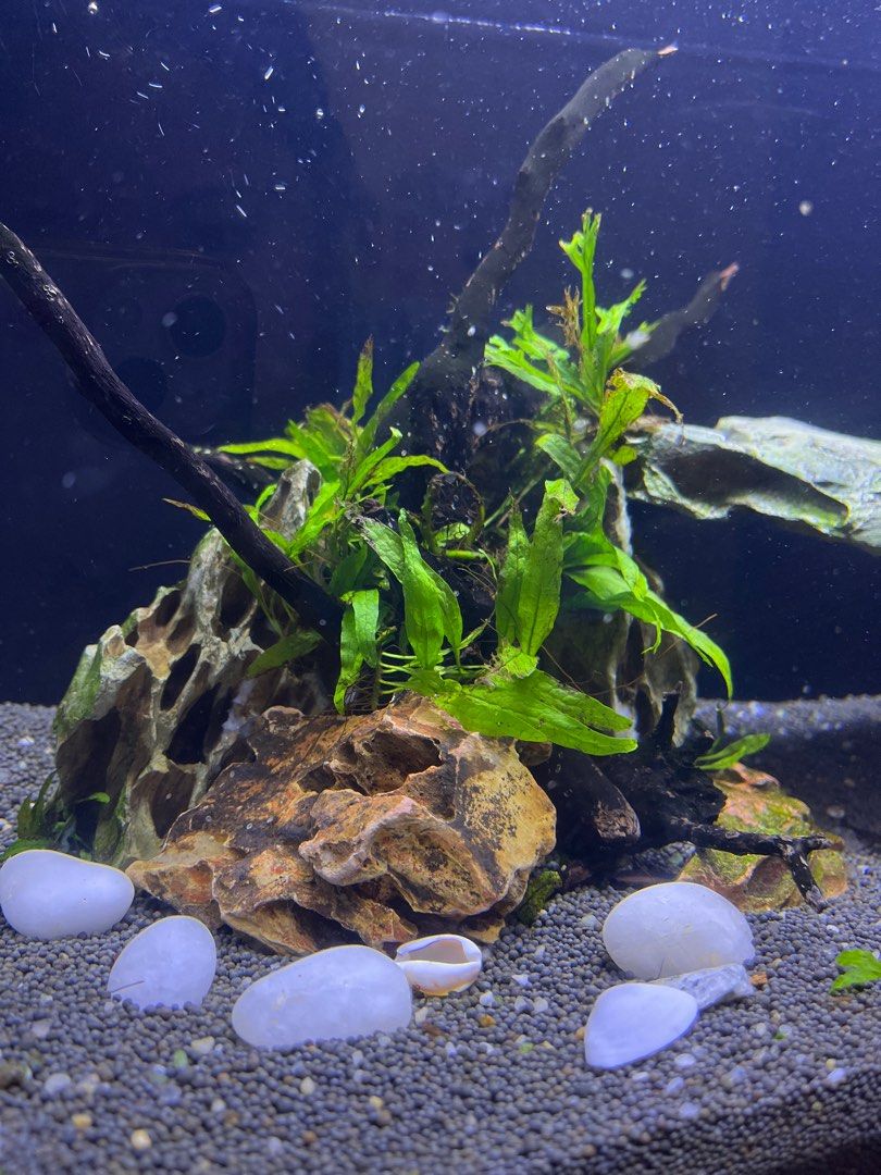 Full Set Up Fish Tank + Testing kit , Pet Supplies, Homes & Other Pet ...