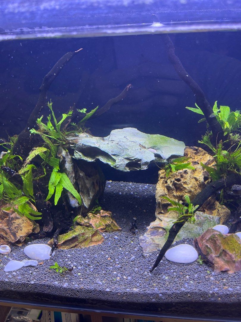 Full Set Up Fish Tank + Testing kit , Pet Supplies, Homes & Other Pet ...