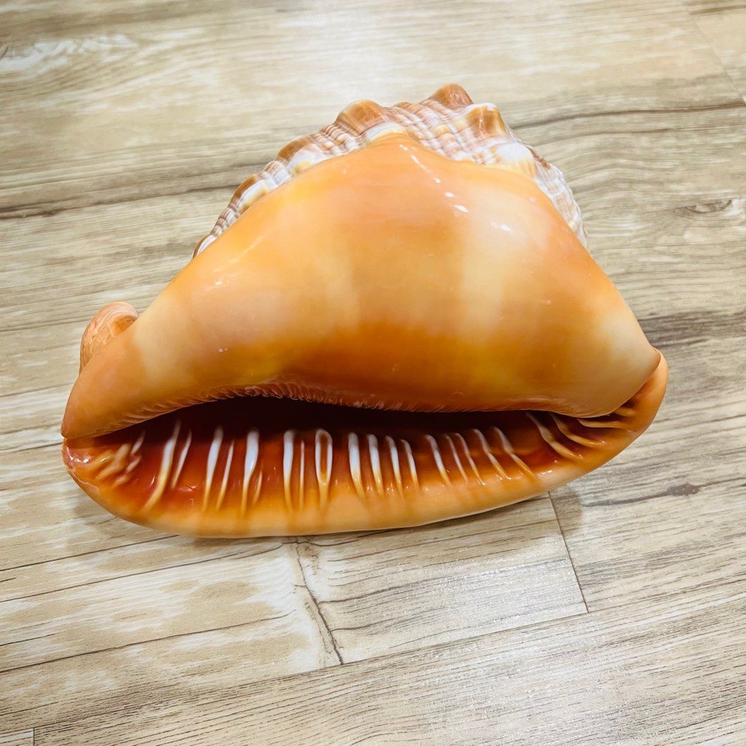 Rare Conch, Furniture & Home Living, Home Decor, Other Home Decor on ...