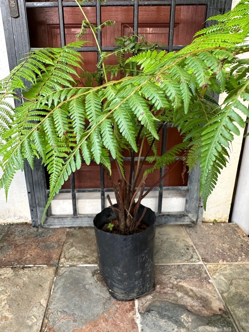 Tree Fern plant, Furniture & Home Living, Gardening, Plants & Seeds on ...