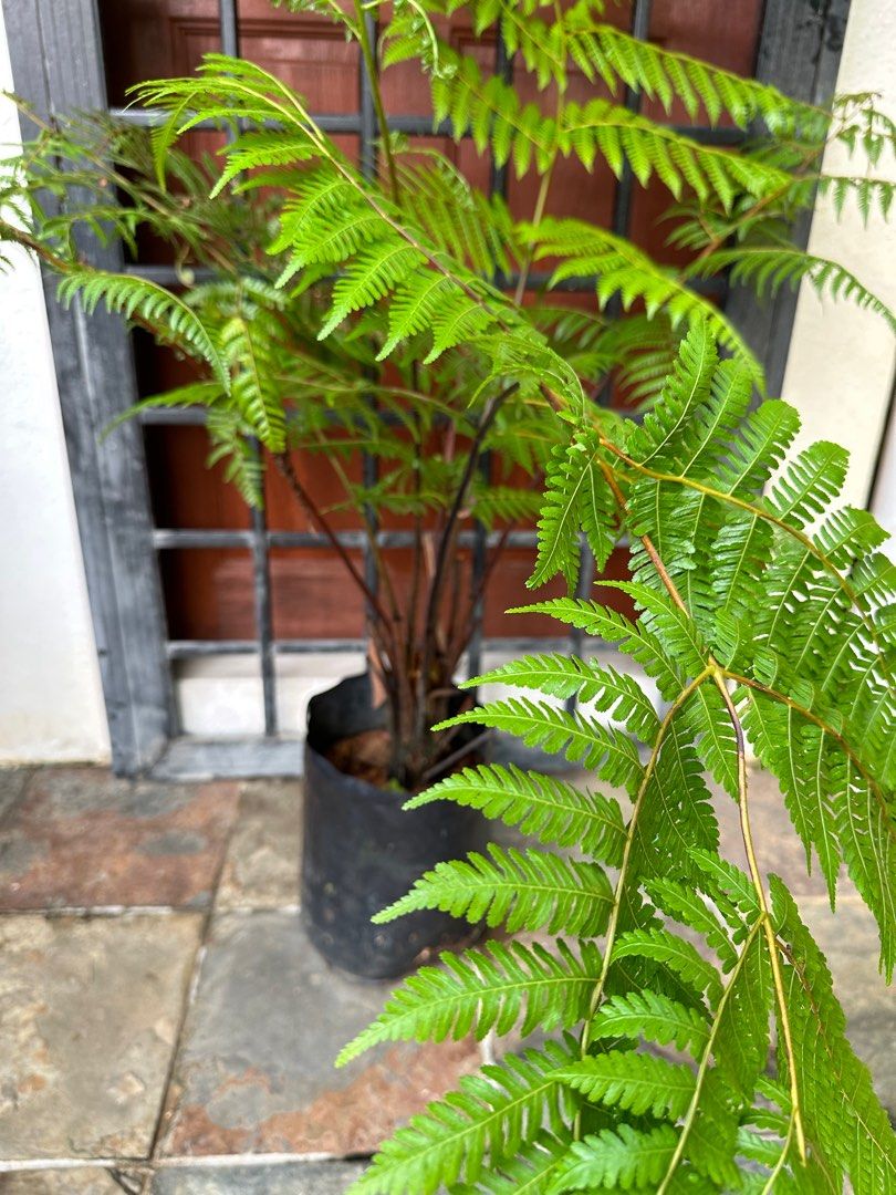 Tree Fern plant, Furniture & Home Living, Gardening, Plants & Seeds on ...