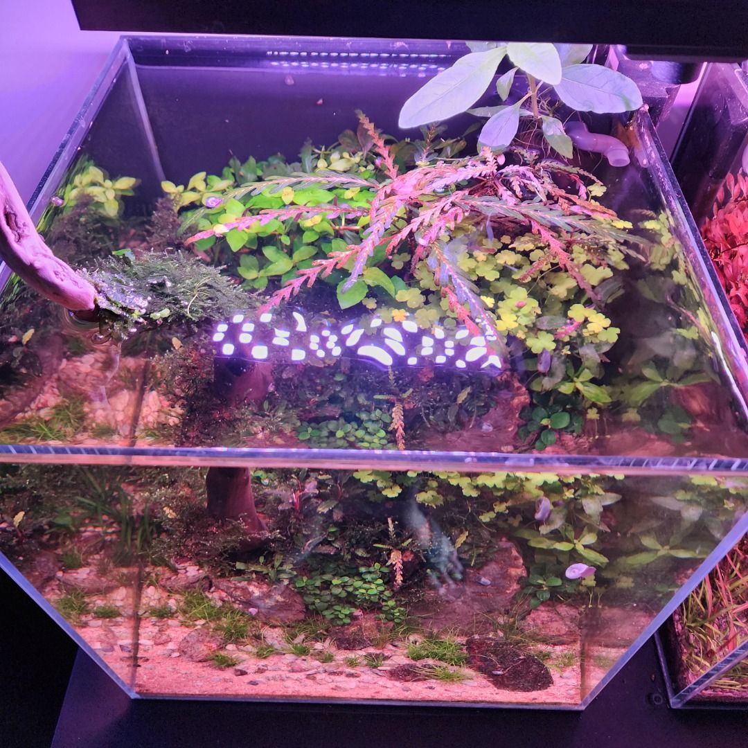 30cm cube aquascape nano aquarium w/filter & Chihiros C2 RGB *Fish Tank ...