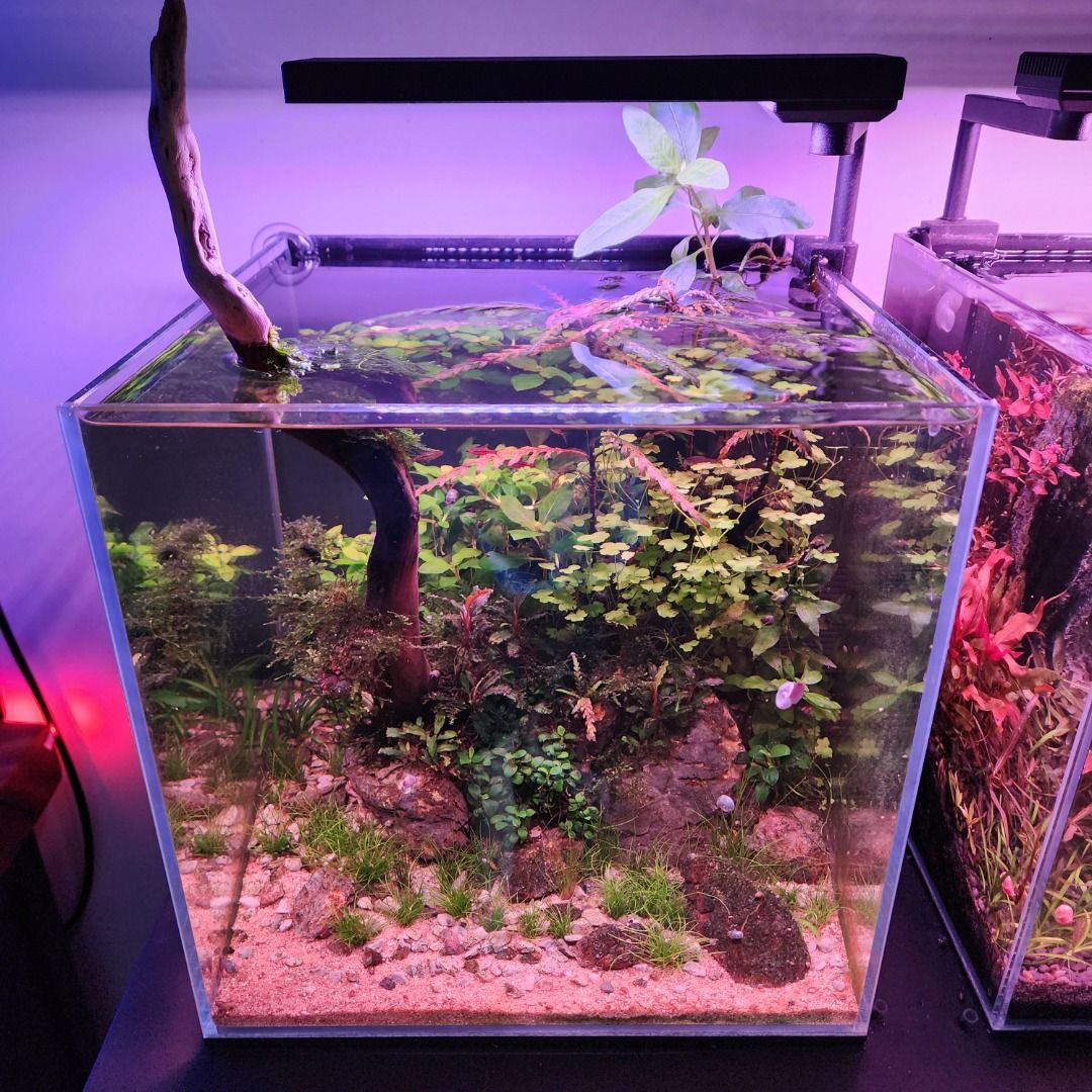 30cm cube aquascape nano aquarium w/filter & Chihiros C2 RGB *Fish Tank ...