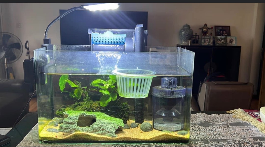 Aquarium 40 cm, Pet Supplies, Homes & Other Pet Accessories on Carousell