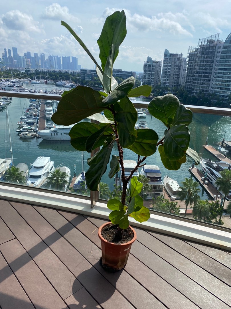 Beautiful plant - around 1 meter, Furniture & Home Living, Gardening ...