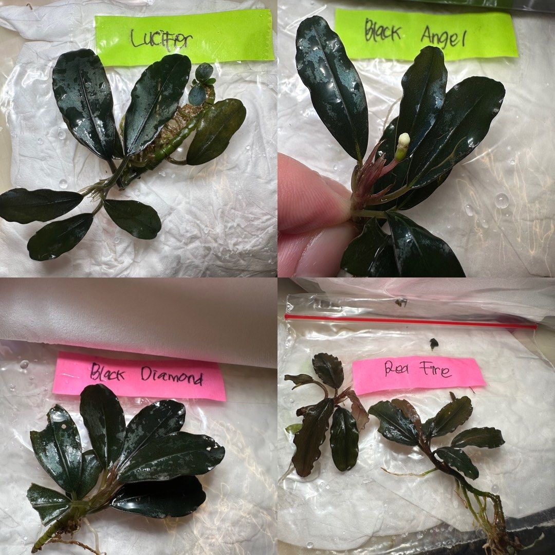 Bucephalandra Sp Per Rhizome Black Angel, Diamond, Lucifer, Red Fire ...