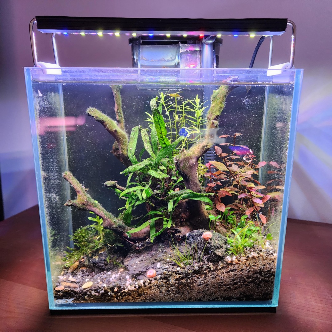 GEX 200 Aquarium, nano live plants - aquascape w/ Dymax filter & RGB LED light *Fish Tank, Pet ...