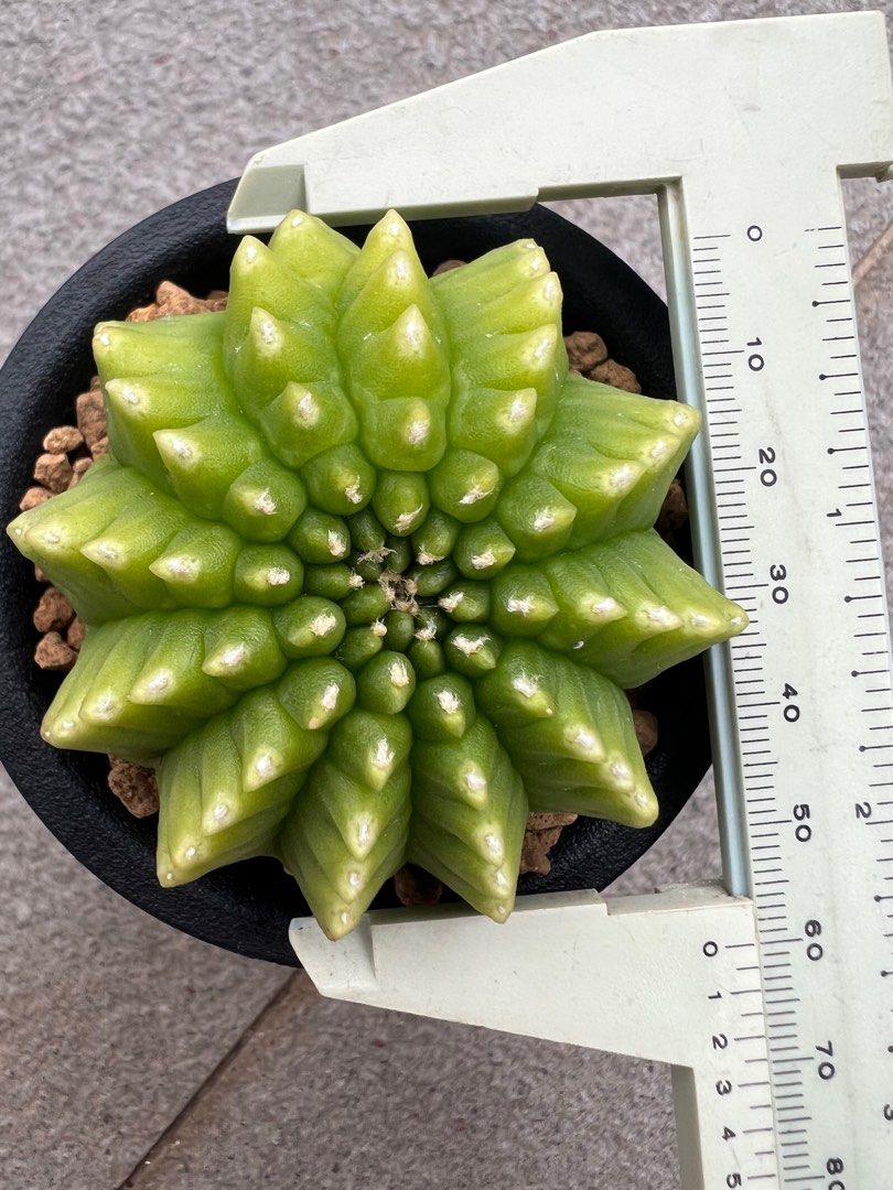 Gymnocalycium hybrid inermis, Furniture & Home Living, Gardening ...