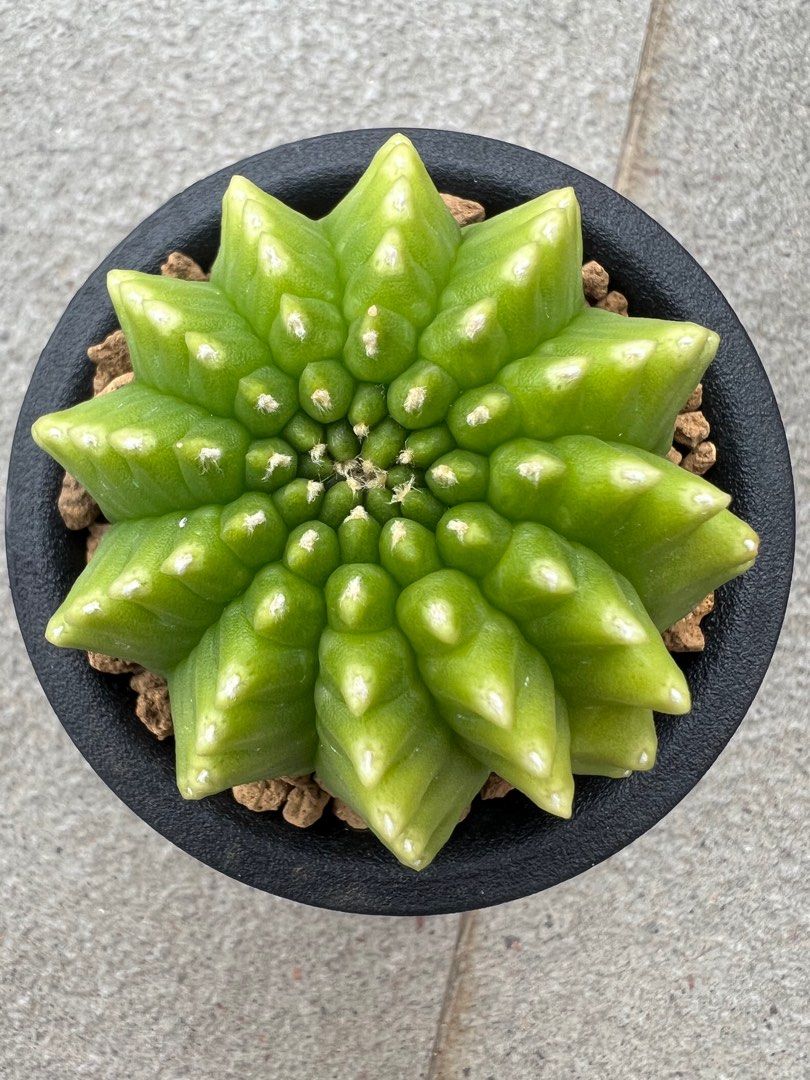 Gymnocalycium hybrid inermis, Furniture & Home Living, Gardening ...