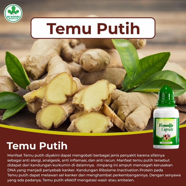 Obat Pelancar Bab Keras-Sulit Bab-Sembelit Alami Daun Ungu Temu Mangga ...