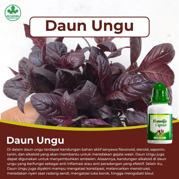 Obat Pelancar Bab Keras-Sulit Bab-Sembelit Alami Daun Ungu Temu Mangga ...