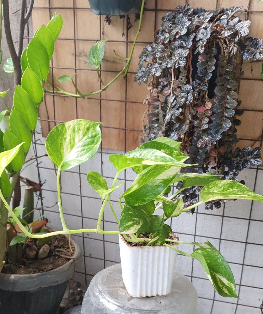 Pothos plant, Furniture & Home Living, Gardening, Plants & Seeds on ...