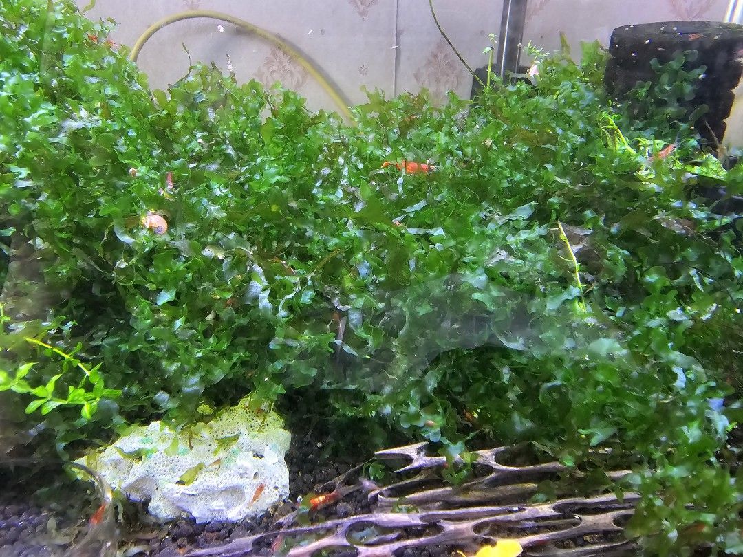 Subwassertang Moss Shrimp Plant, Pet Supplies, Pet Food on Carousell