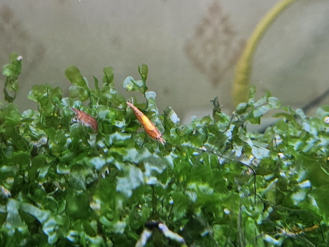 Subwassertang Moss Shrimp Plant, Pet Supplies, Pet Food on Carousell