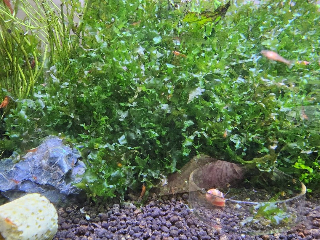 Subwassertang Moss Shrimp Plant, Pet Supplies, Pet Food on Carousell