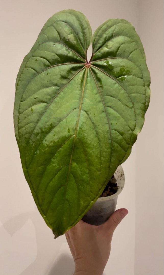 Anthurium circus peanut, Furniture & Home Living, Gardening, Plants ...