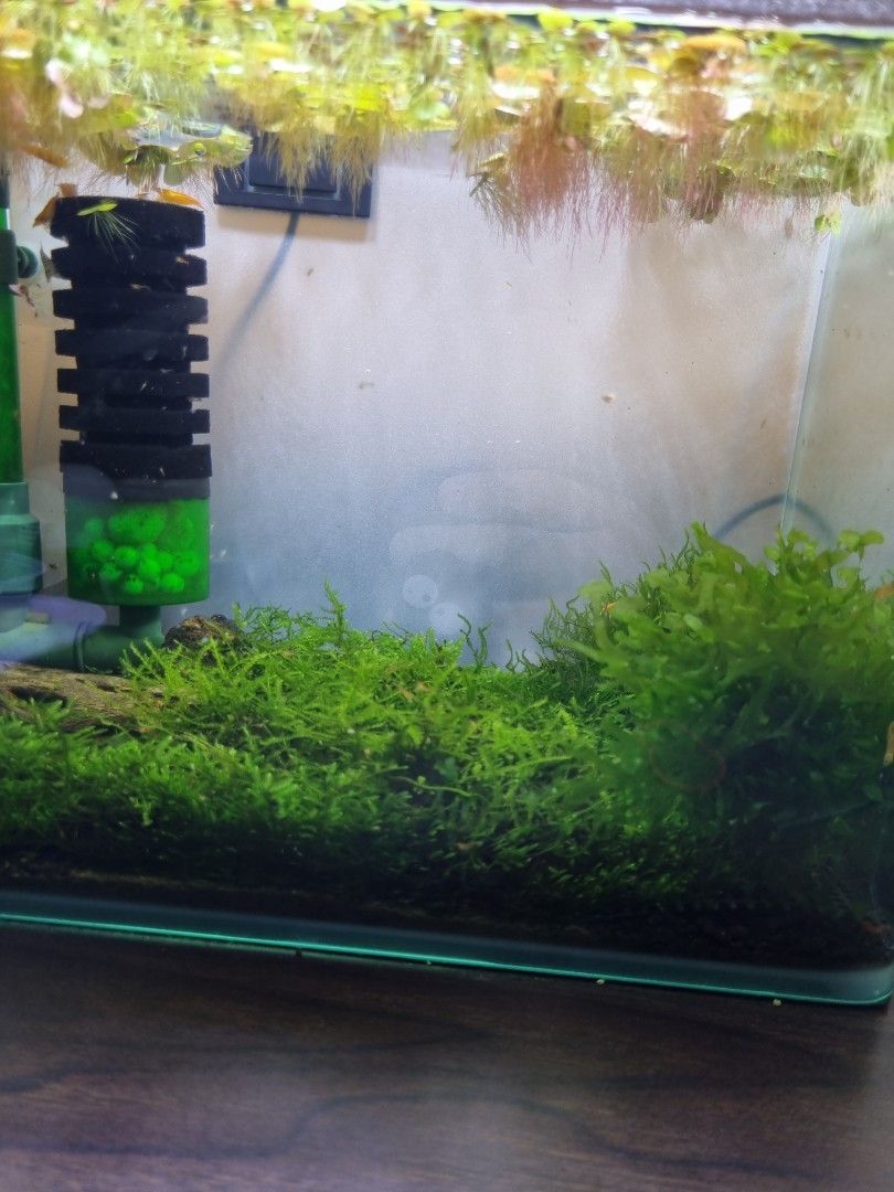 Aquarium fish tanks and shrimp stuff, Pet Supplies, Homes & Other Pet ...