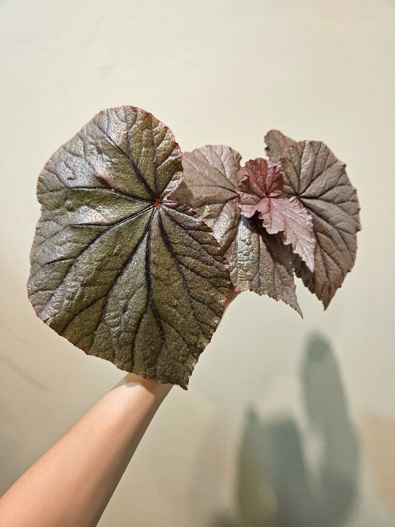 Begonia, Furniture & Home Living, Gardening, Plants & Seeds on Carousell