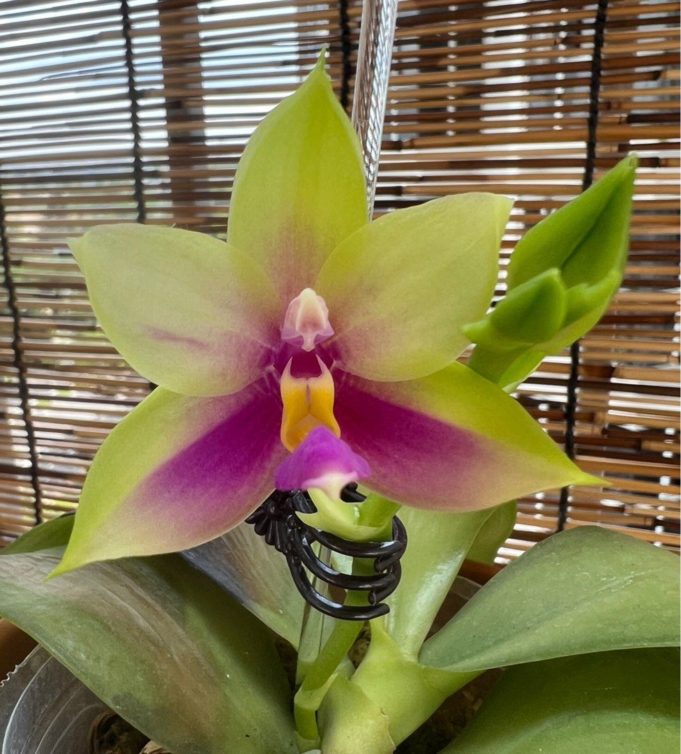 (Blooming) Phal. Bellina fire x Bellina Alba, Furniture & Home Living ...