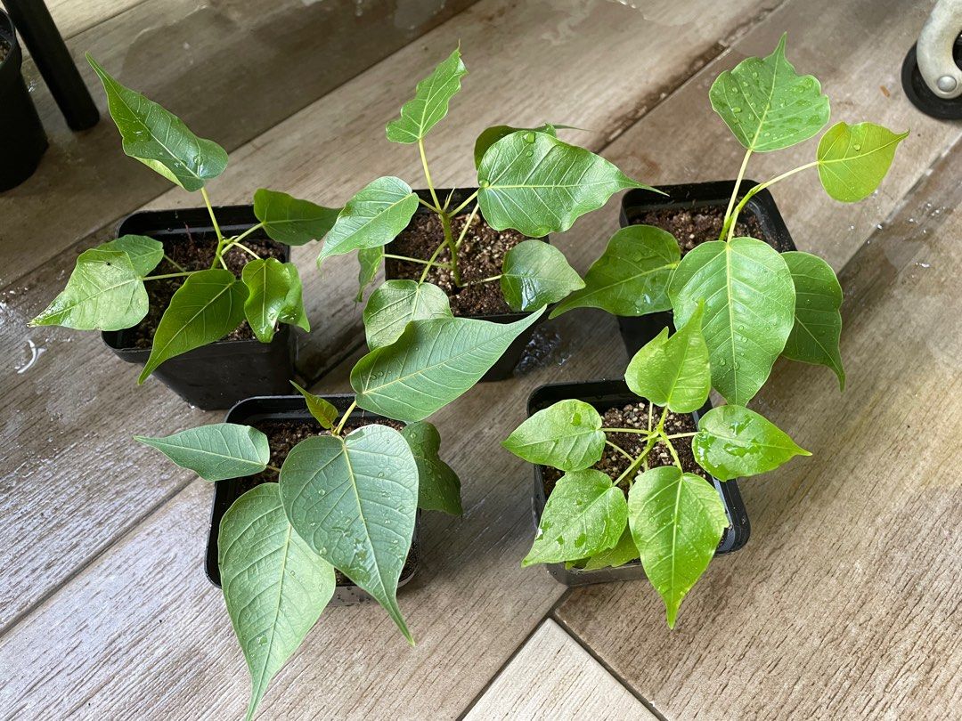 Bodhi Tree Plants (F-J), Furniture & Home Living, Gardening, Plants ...