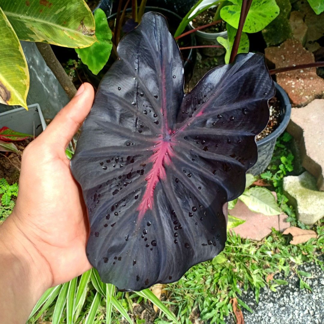 Colocasia Esculenta Thunderstorm, Furniture & Home Living, Gardening ...