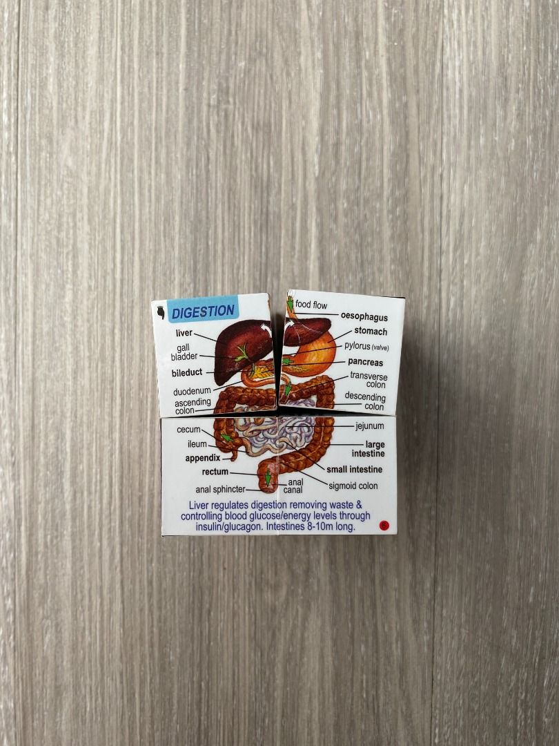 Human Anatomy Cube, Hobbies & Toys, Toys & Games on Carousell