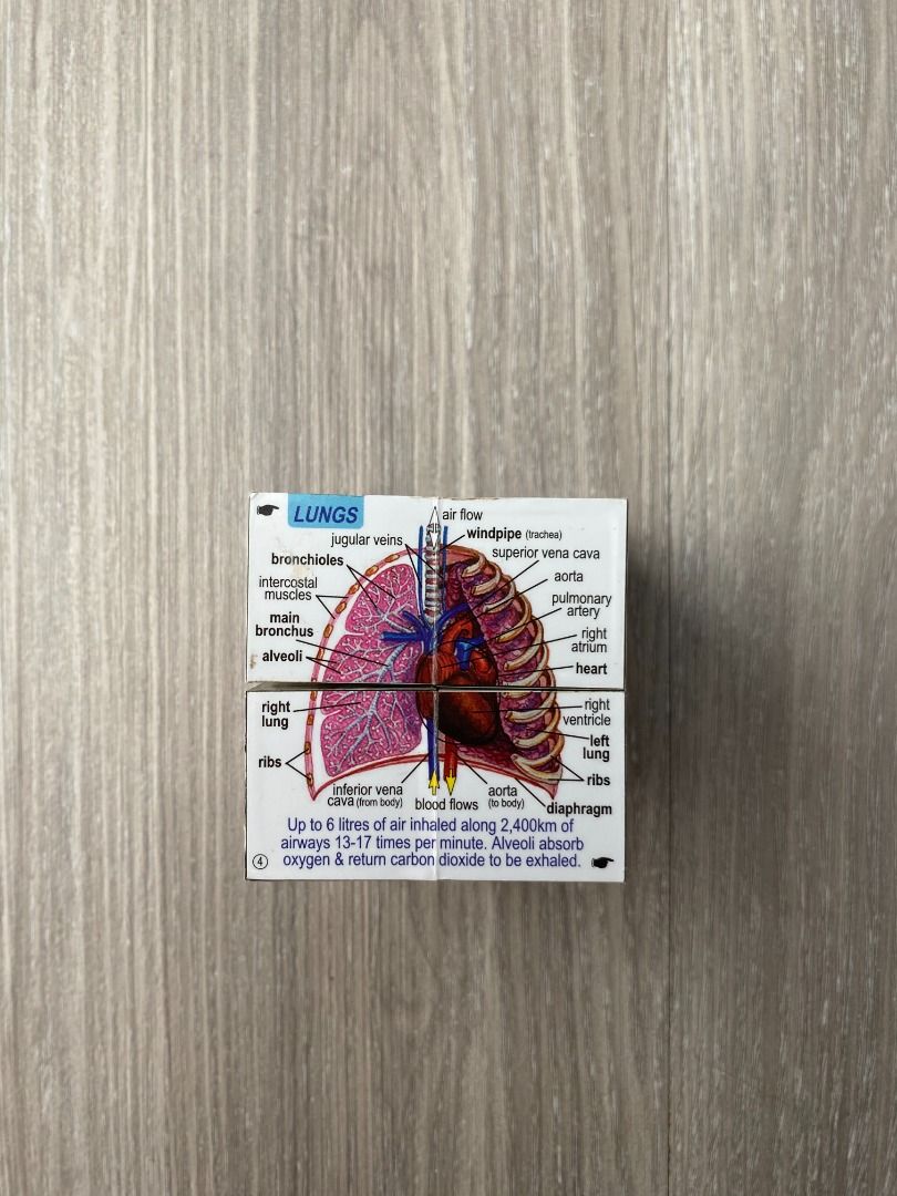 Human Anatomy Cube Hobbies And Toys Toys And Games On Carousell
