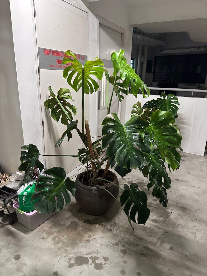 Monstera for sale, Furniture & Home Living, Gardening, Plants & Seeds ...