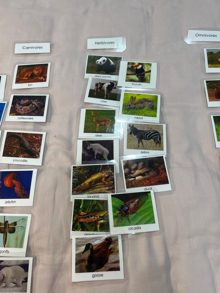 Montessori laminated classification cards, Everything Else on Carousell