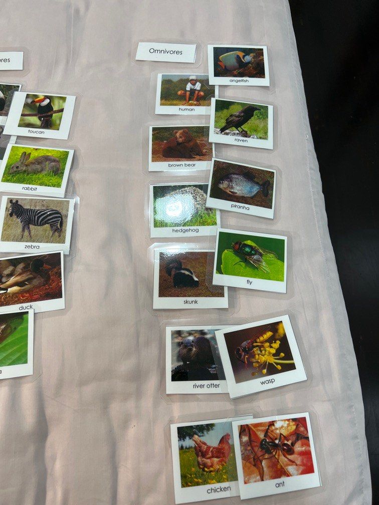 Montessori laminated classification cards, Everything Else on Carousell