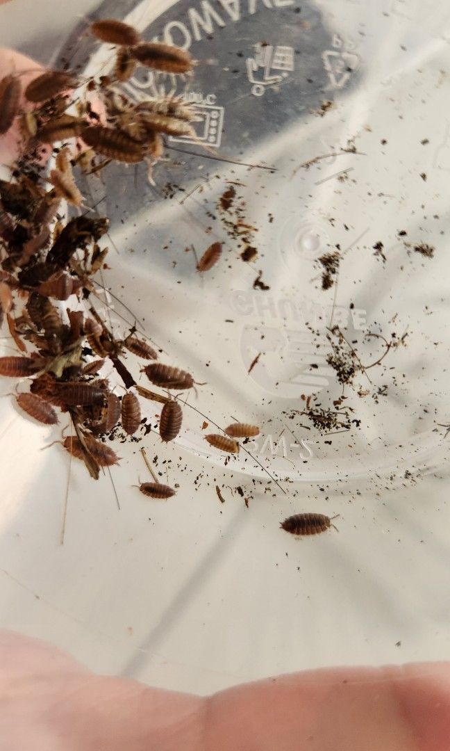 Nagurus nanus dwarf isopod - starter culture, Pet Supplies, Homes ...