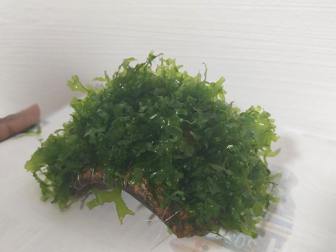 Pelia moss in coconut shell Subwassertang moss, Pet Supplies, Homes ...