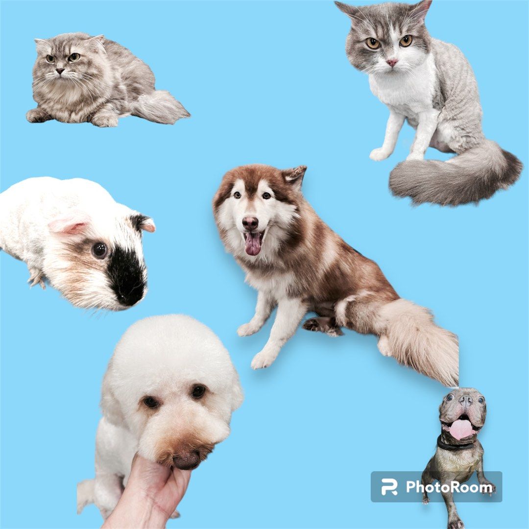 (WEST) SKC Certified Pets grooming and boarding services, Lifestyle Services, Pet Care Services ...