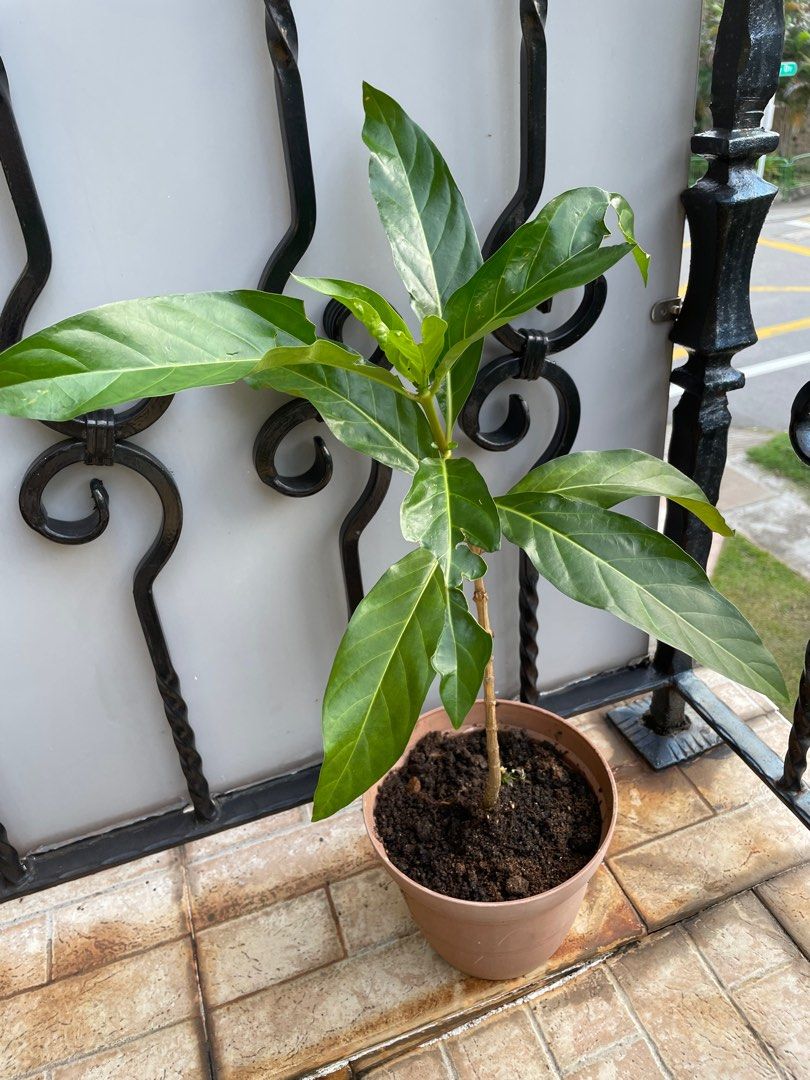 Young potted Noni tree plant, Furniture & Home Living, Gardening ...