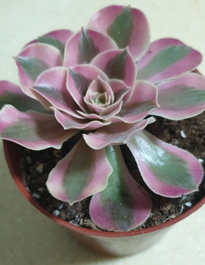 Anonymous Sunburst Copper Pinwheel Tree House leeks Pink Variegated pot ...