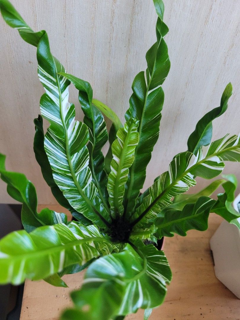 asplenium fern variegated, Furniture & Home Living, Gardening, Plants ...