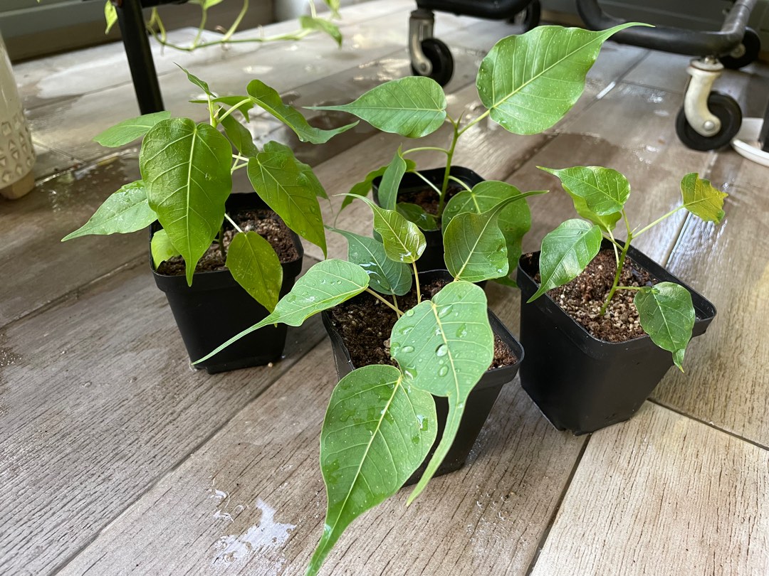 Bodhi Tree Plant (B1-B4), Furniture & Home Living, Gardening, Plants ...