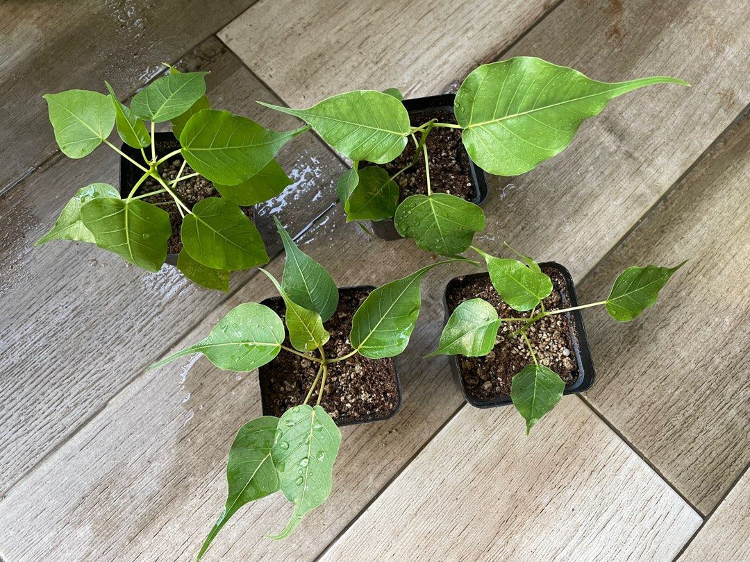 Bodhi Tree Plant (B1-B4), Furniture & Home Living, Gardening, Plants ...