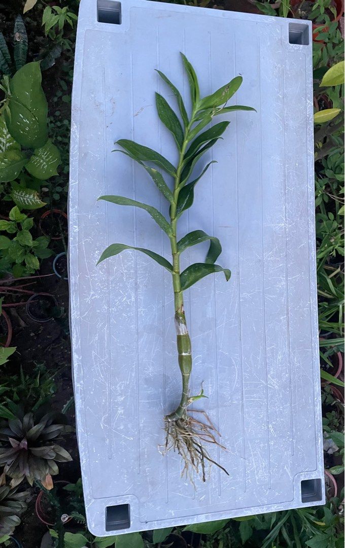 Dendrobium Samarai, Furniture & Home Living, Gardening, Plants & Seeds ...