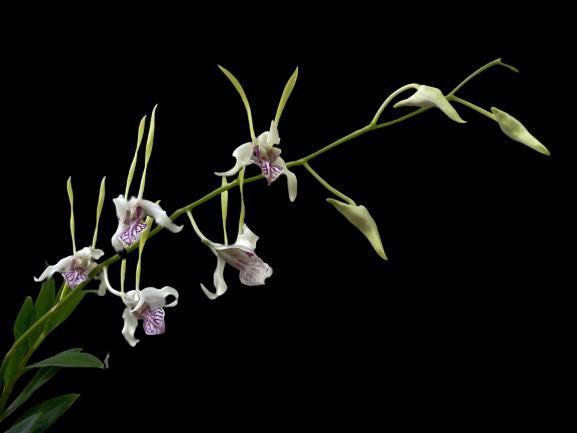 Dendrobium Samarai, Furniture & Home Living, Gardening, Plants & Seeds ...