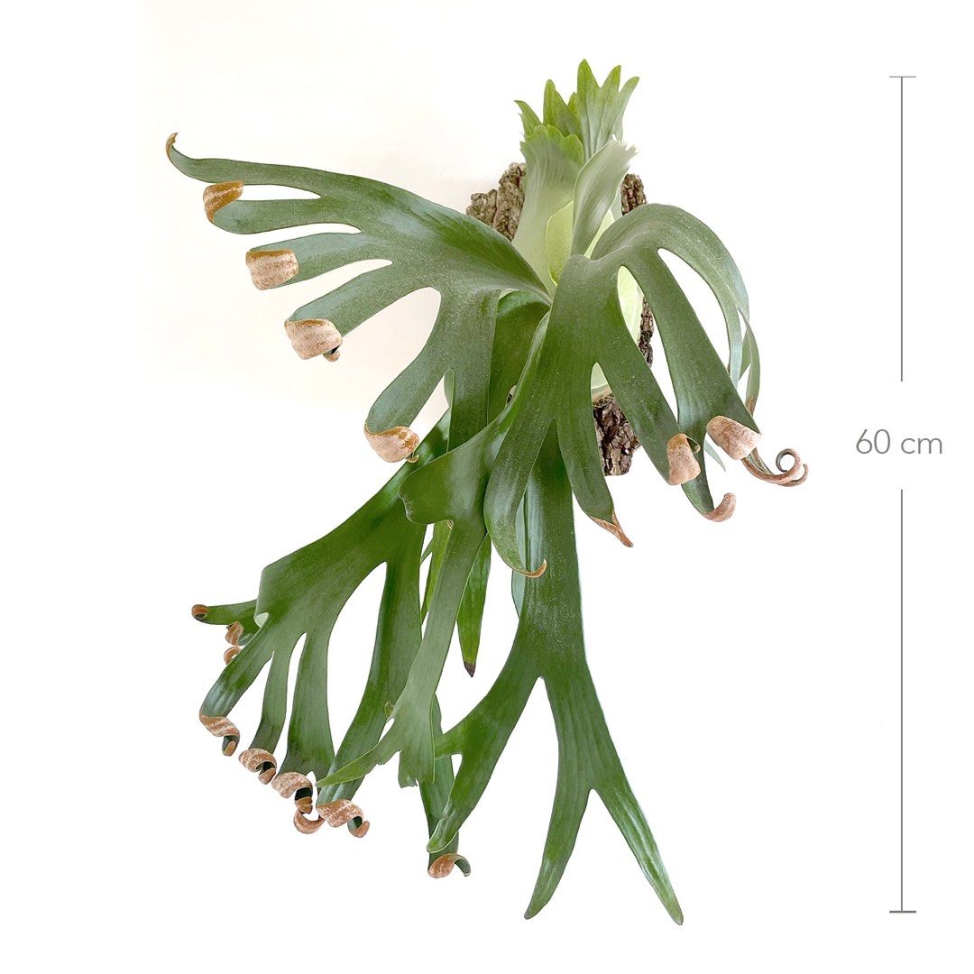P. Willinckii Foong Siqi Staghorn Fern Platycerium, Furniture & Home ...