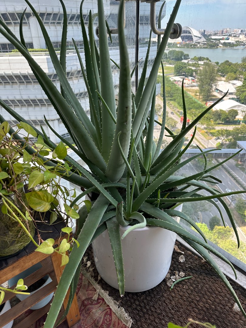 Large Aloe Vera Plant and Ceramic Pot, Furniture & Home Living ...