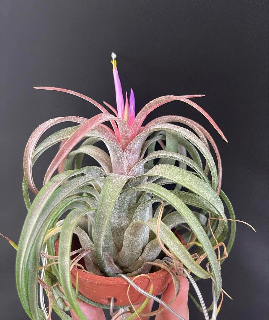 Pang’s Crown (Ionantha x Streptophylla) - 2nd pup, Furniture & Home ...