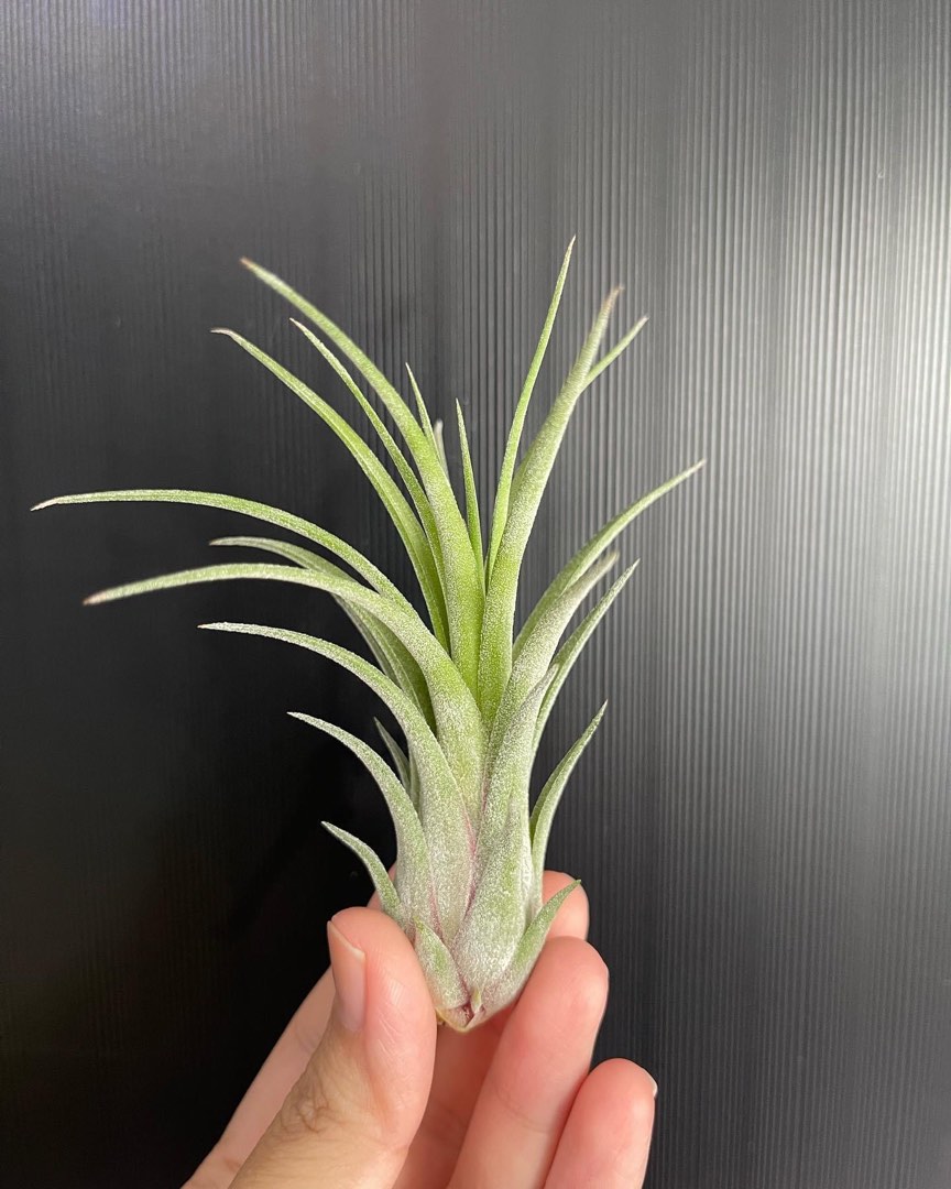 Pang’s Crown (Ionantha x Streptophylla) - 2nd pup, Furniture & Home ...