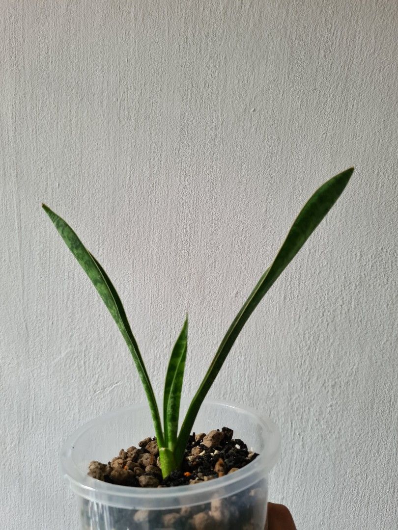 Sansevieria trifasciata 'Masoniana Victoria' (Whales tongue/Whales fin ...