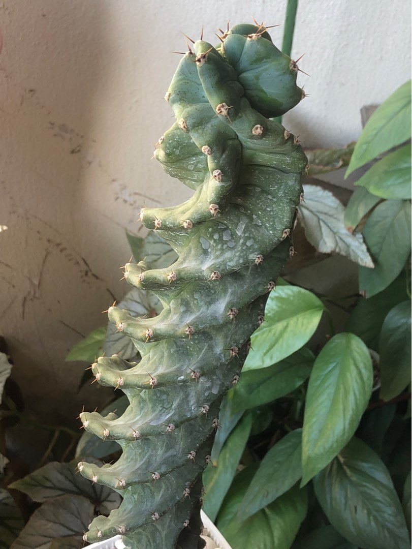 Spiral Cactus - Cereus Forbesii Spiralis, Furniture & Home Living ...