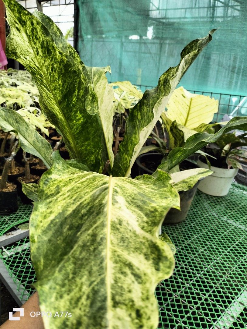 variegated wave of love, Furniture & Home Living, Gardening, Plants ...