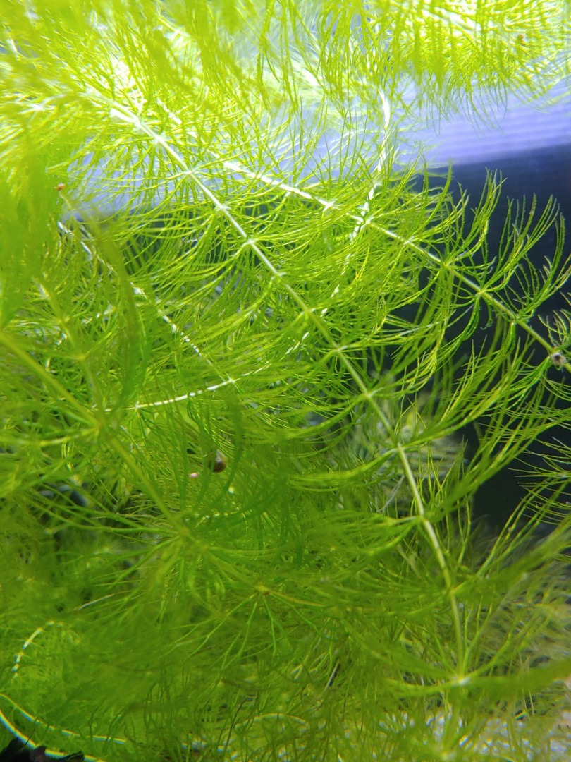 2 Stalks Hornwort Coontail (Ceratophyllum demersum) - Live Aquatic ...